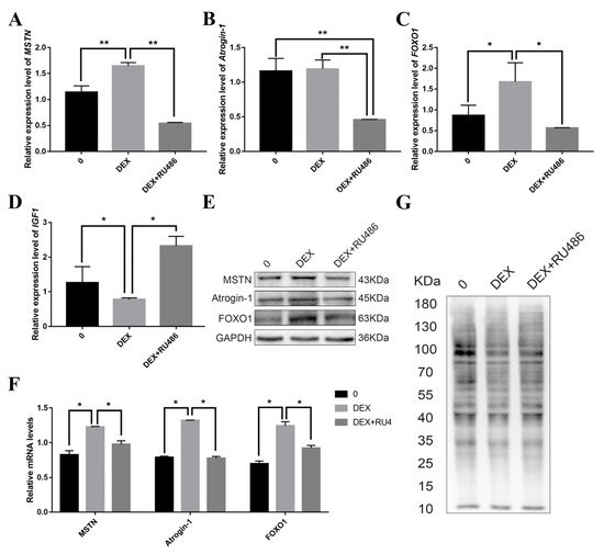 Glucocorticoid Receptor Alpha Targets SLC2A4 to Regulate Protein ...
