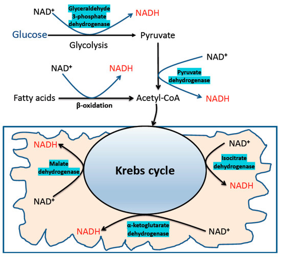 NADH/NAD+ Redox Imbalance and Diabetic Kidney Disease