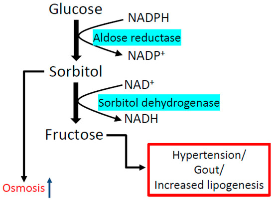 NADH/NAD+ Redox Imbalance and Diabetic Kidney Disease