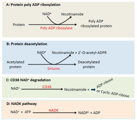 NADH/NAD+ Redox Imbalance and Diabetic Kidney Disease