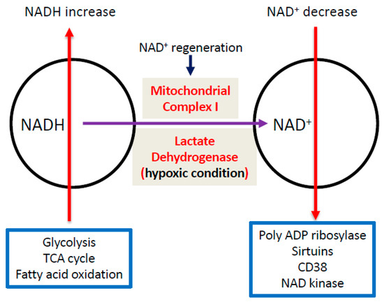 NADH/NAD+ Redox Imbalance and Diabetic Kidney Disease