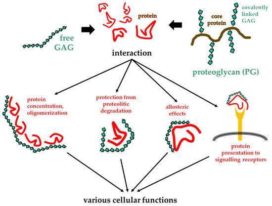A Bittersweet Computational Journey among Glycosaminoglycans