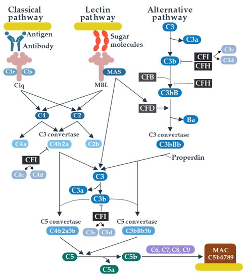 Complement Components in the Diagnosis and Treatment after Kidney ...