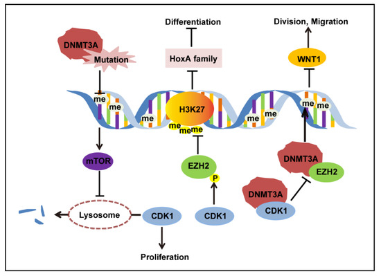 DNMT3A Mutation-Induced CDK1 Overexpression Promotes Leukemogenesis by ...