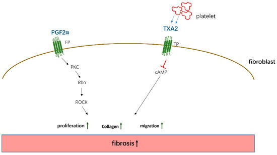 The Roles of Various Prostaglandins in Fibrosis: A Review