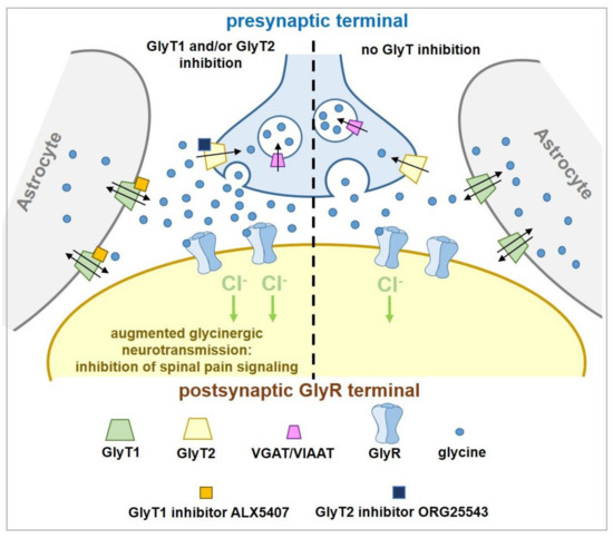 Inhibition of Glycine Re-Uptake: A Potential Approach for Treating Pain ...