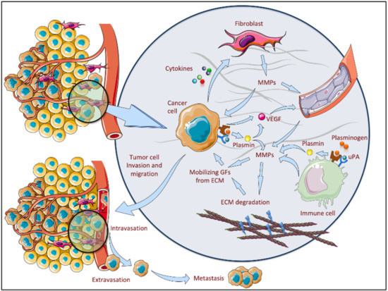 Current Perspectives on the Role of Matrix Metalloproteinases in the ...