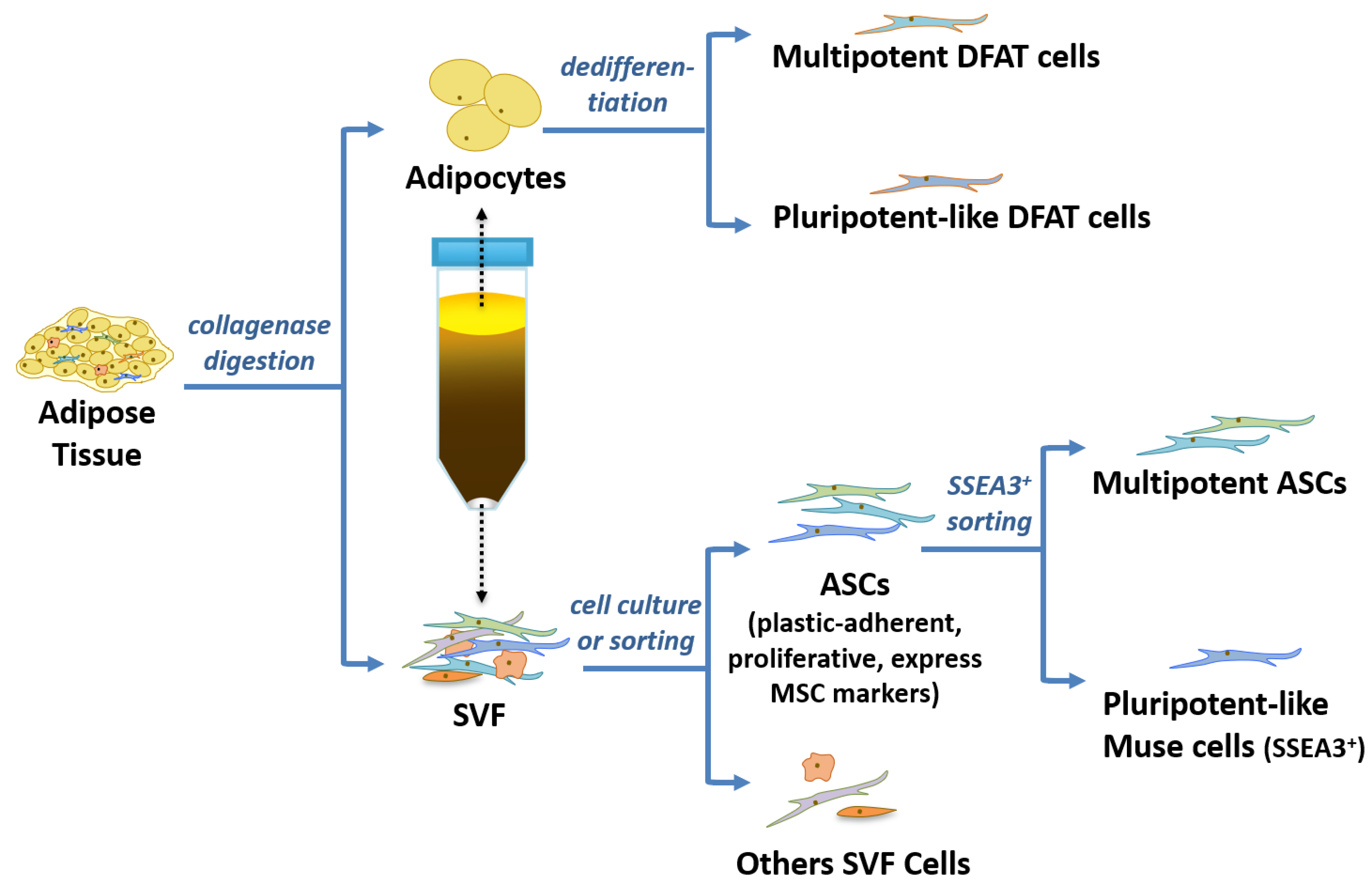 Biomolecules Free Full Text Adipose Tissue Understanding The