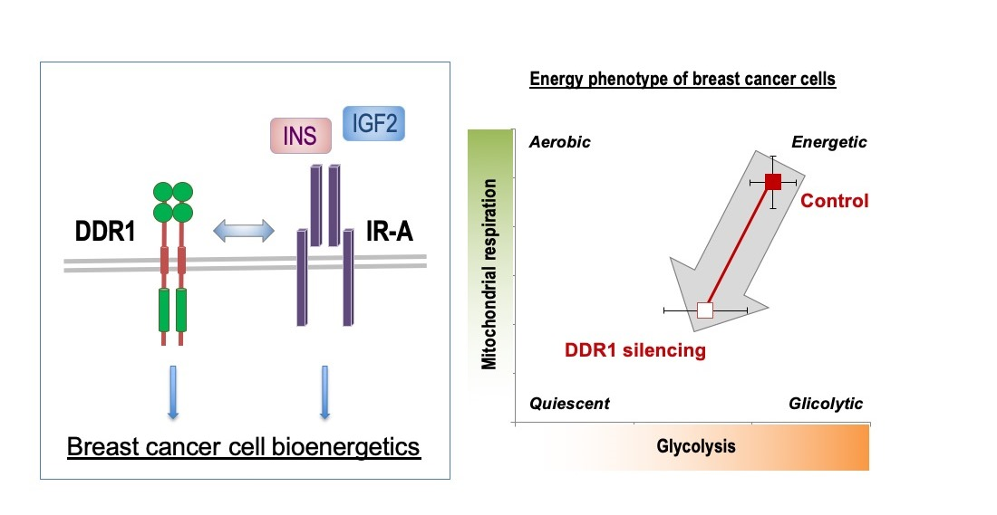 Biomolecules Free Full Text Ddr1 Affects Metabolic Reprogramming In Breast Cancer Cells By