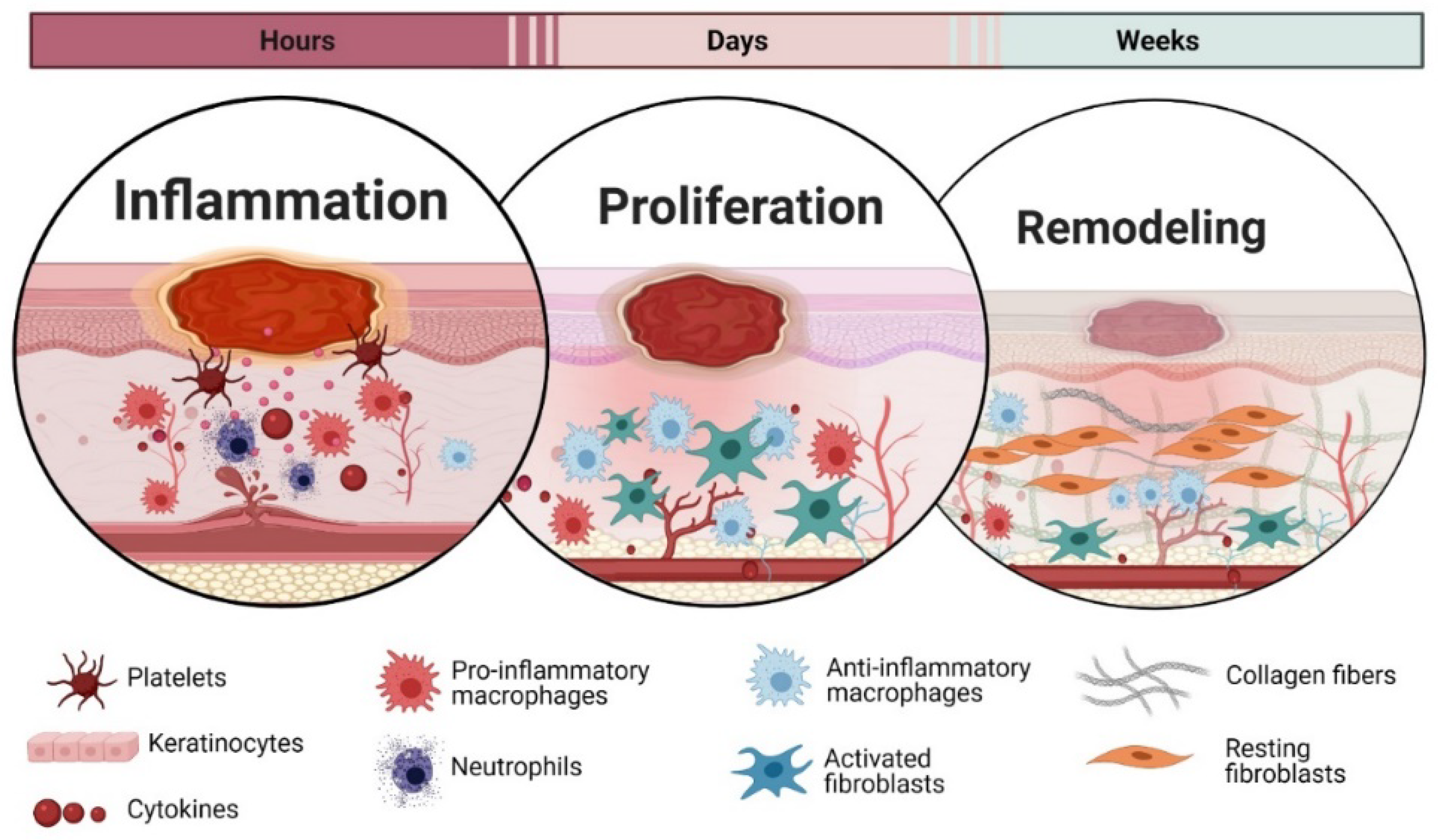 Immunomodulatory Properties of Host Defence Peptides in Skin Wound Healing