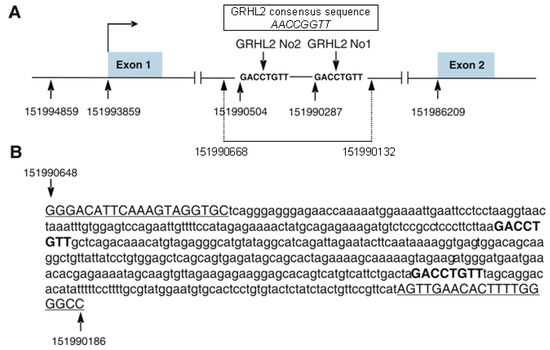 Regulation of S100A10 Gene Expression