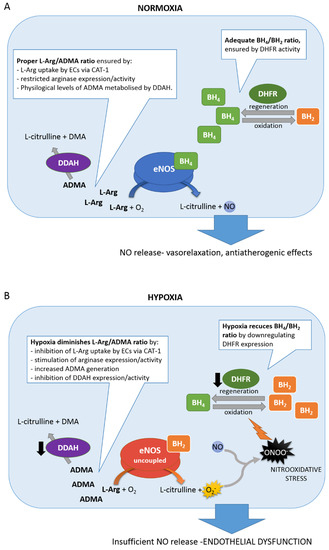 Endothelial Dysfunction Driven by Hypoxia—The Influence of Oxygen ...