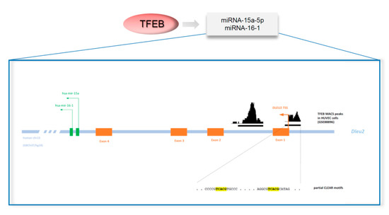 TFEB Signalling-Related MicroRNAs and Autophagy
