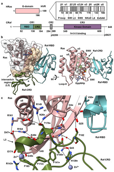 Crystal Structure Reveals the Full Ras–Raf Interface and Advances ...