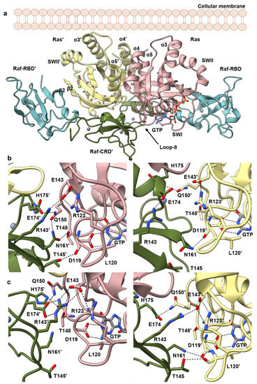Crystal Structure Reveals the Full Ras–Raf Interface and Advances ...