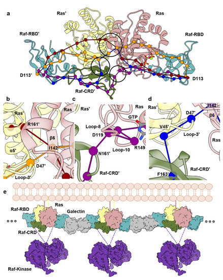 Crystal Structure Reveals the Full Ras–Raf Interface and Advances ...