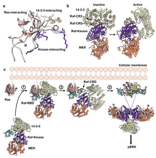 Crystal Structure Reveals the Full Ras–Raf Interface and Advances ...