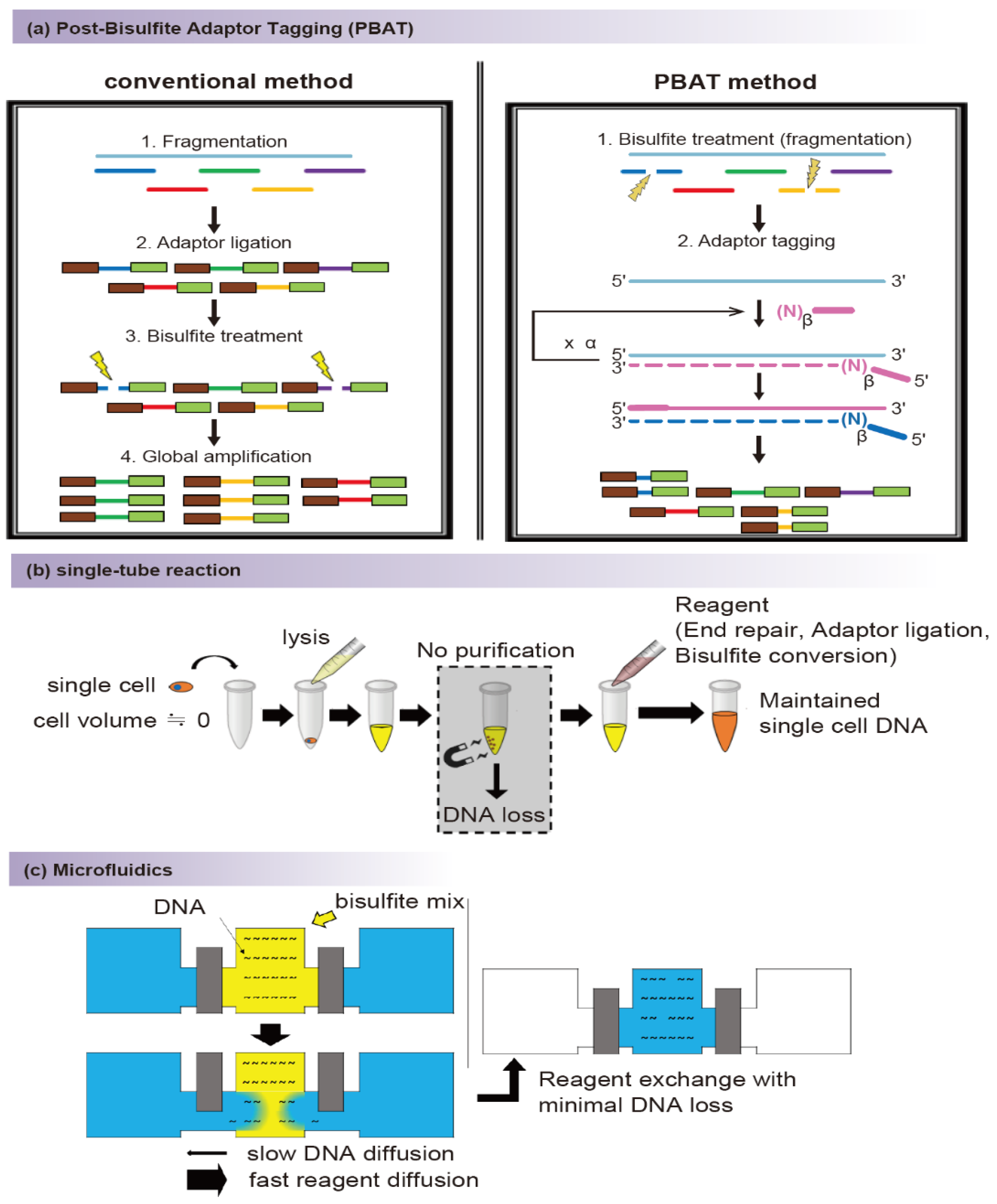 Biomolecules Free Full Text Introduction To Single Cell Dna