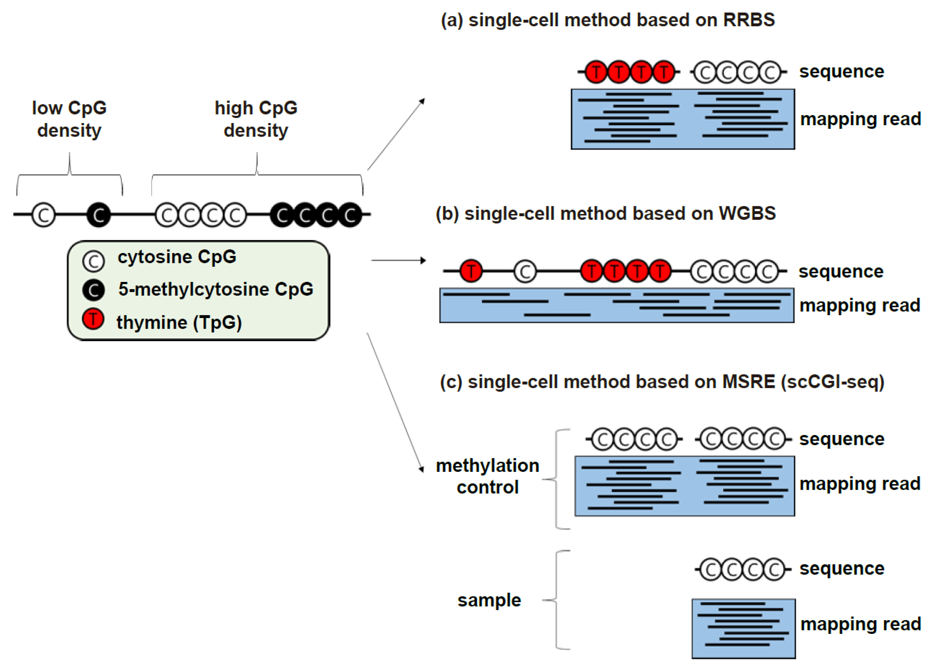 Biomolecules Free Full Text Introduction To Single Cell Dna