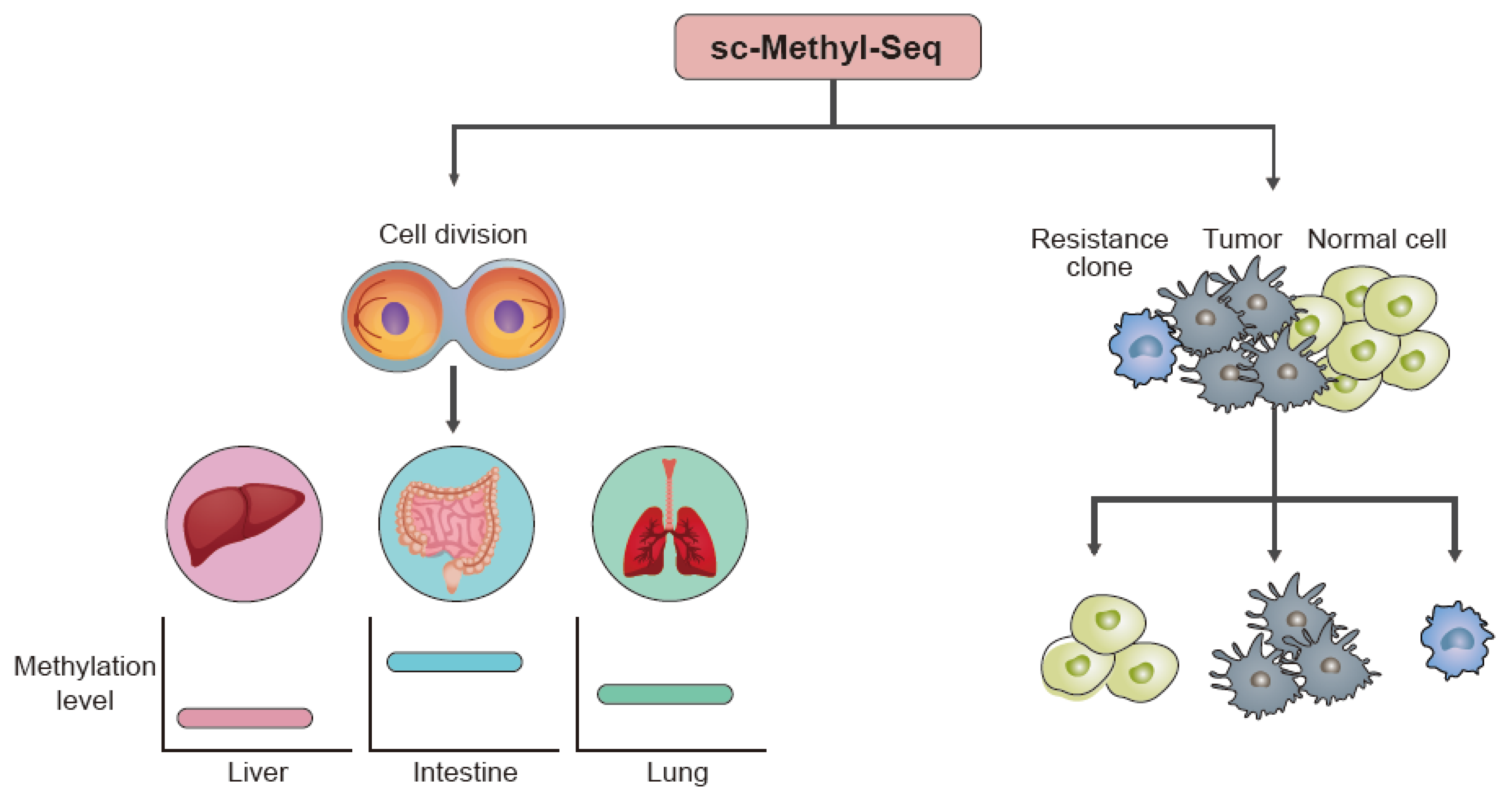 Biomolecules Free Full Text Introduction To Single Cell Dna