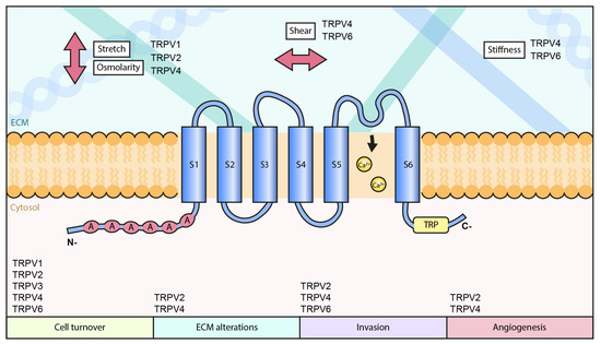 TRPV Protein Family—From Mechanosensing to Cancer Invasion