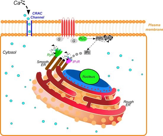 Biomolecules | Free Full-Text | A Comparative Perspective on ...