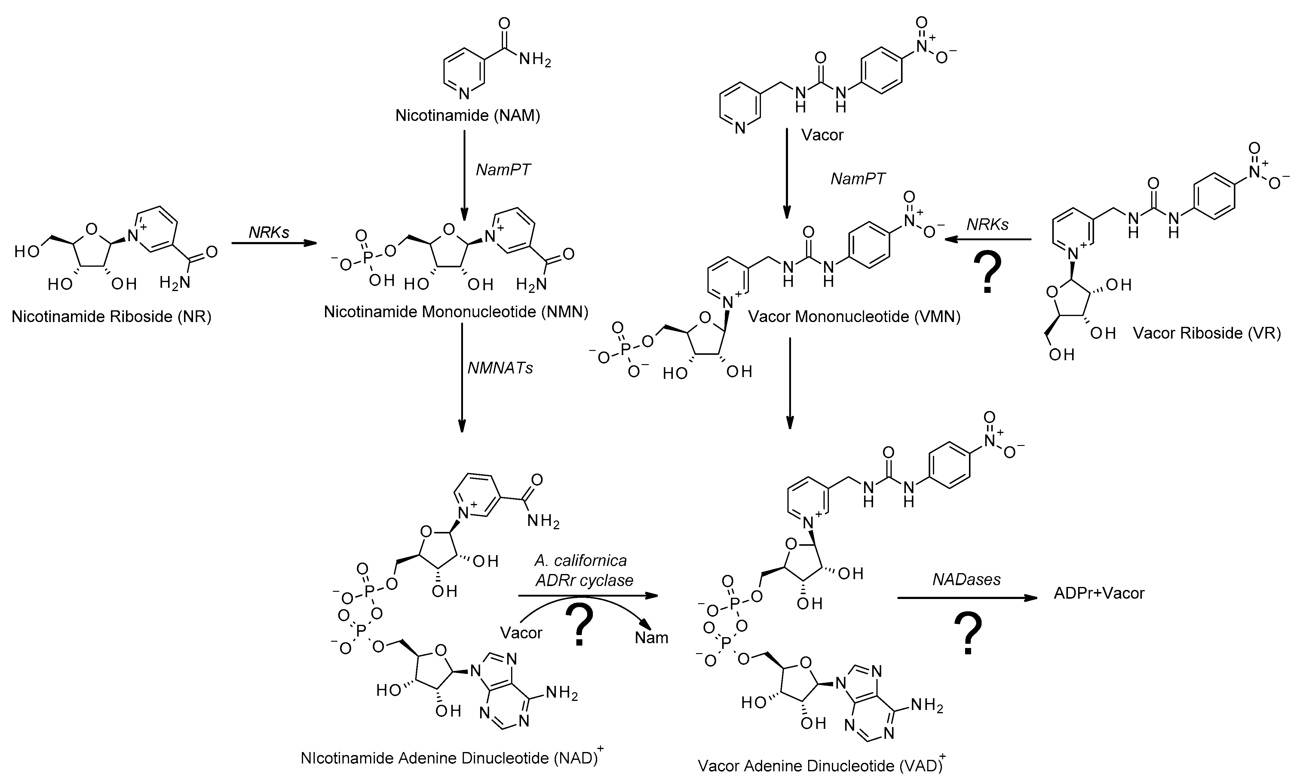 Enzymatic and Chemical Syntheses of Vacor Analogs of Nicotinamide ...