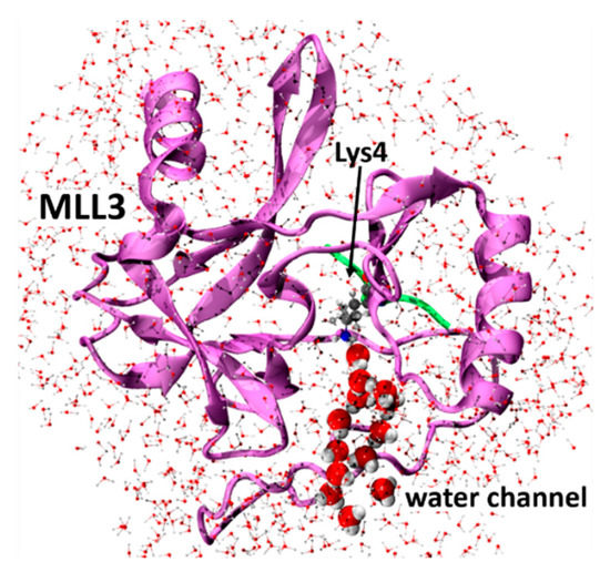 Biomolecules | Free Full-Text | Exploration of the Activation Mechanism ...