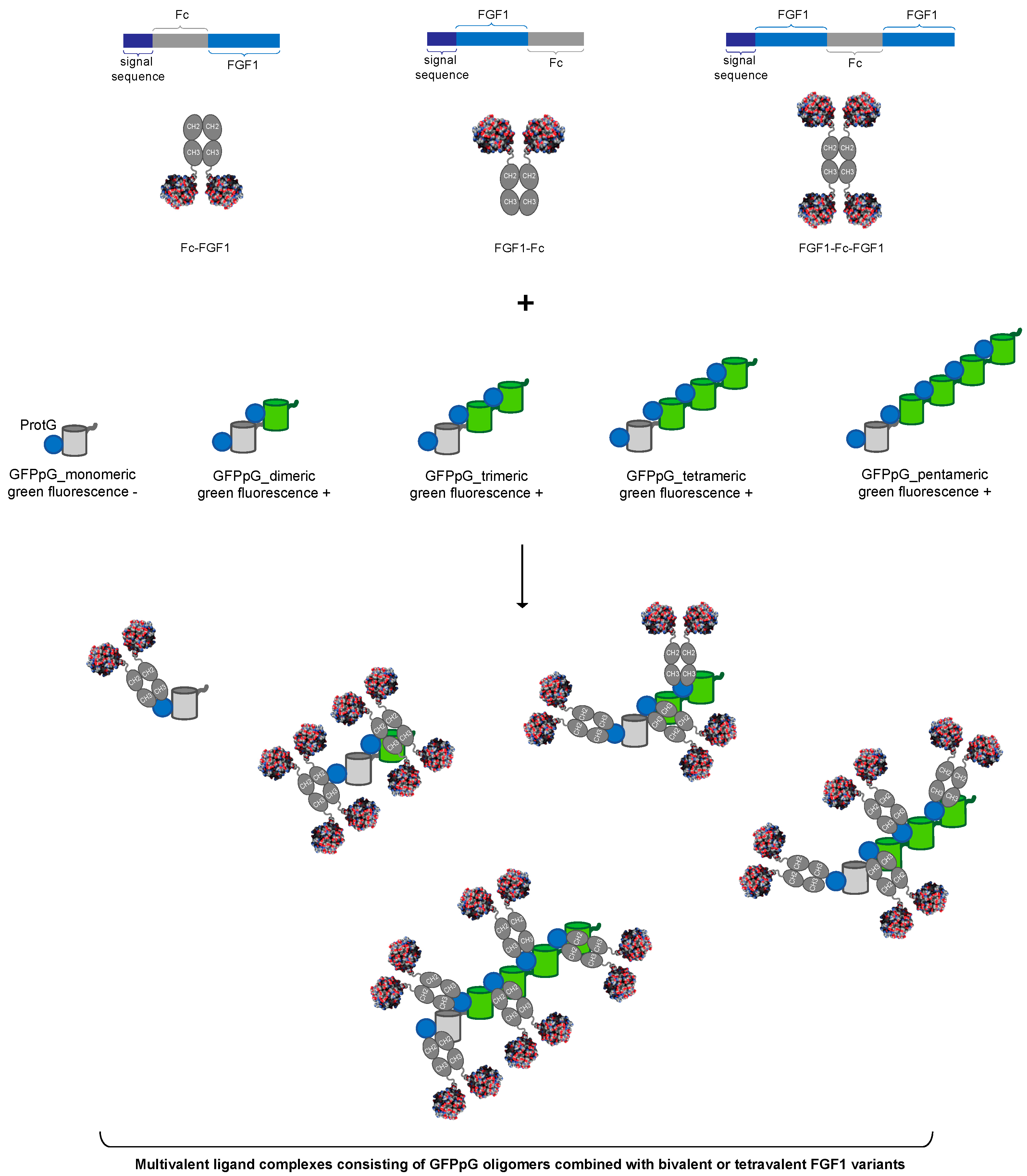 Biomolecules | Free Full-Text | FGF1 Fusions with the Fc Fragment of IgG1 for the Assembly of ...