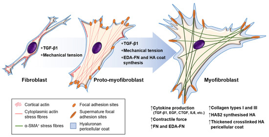 Myofibroblasts: Function, Formation, and Scope of Molecular Therapies ...