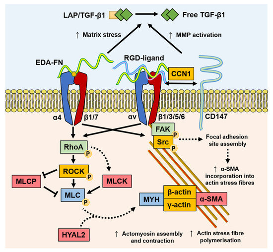 Myofibroblasts: Function, Formation, and Scope of Molecular Therapies ...