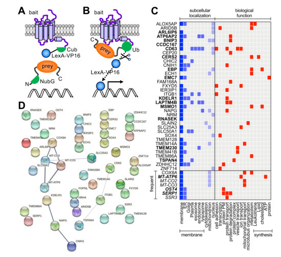 Identification of TSPAN4 as Novel Histamine H4 Receptor Interactor