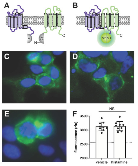 Identification of TSPAN4 as Novel Histamine H4 Receptor Interactor