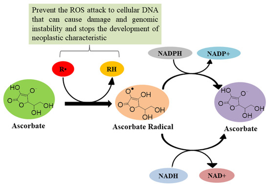Understanding the Therapeutic Potential of Ascorbic Acid in the Battle ...