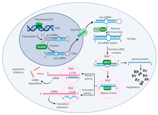 The Emerging Role of Long Non-Coding RNAs and MicroRNAs in Neurodegenerative Diseases: A ...