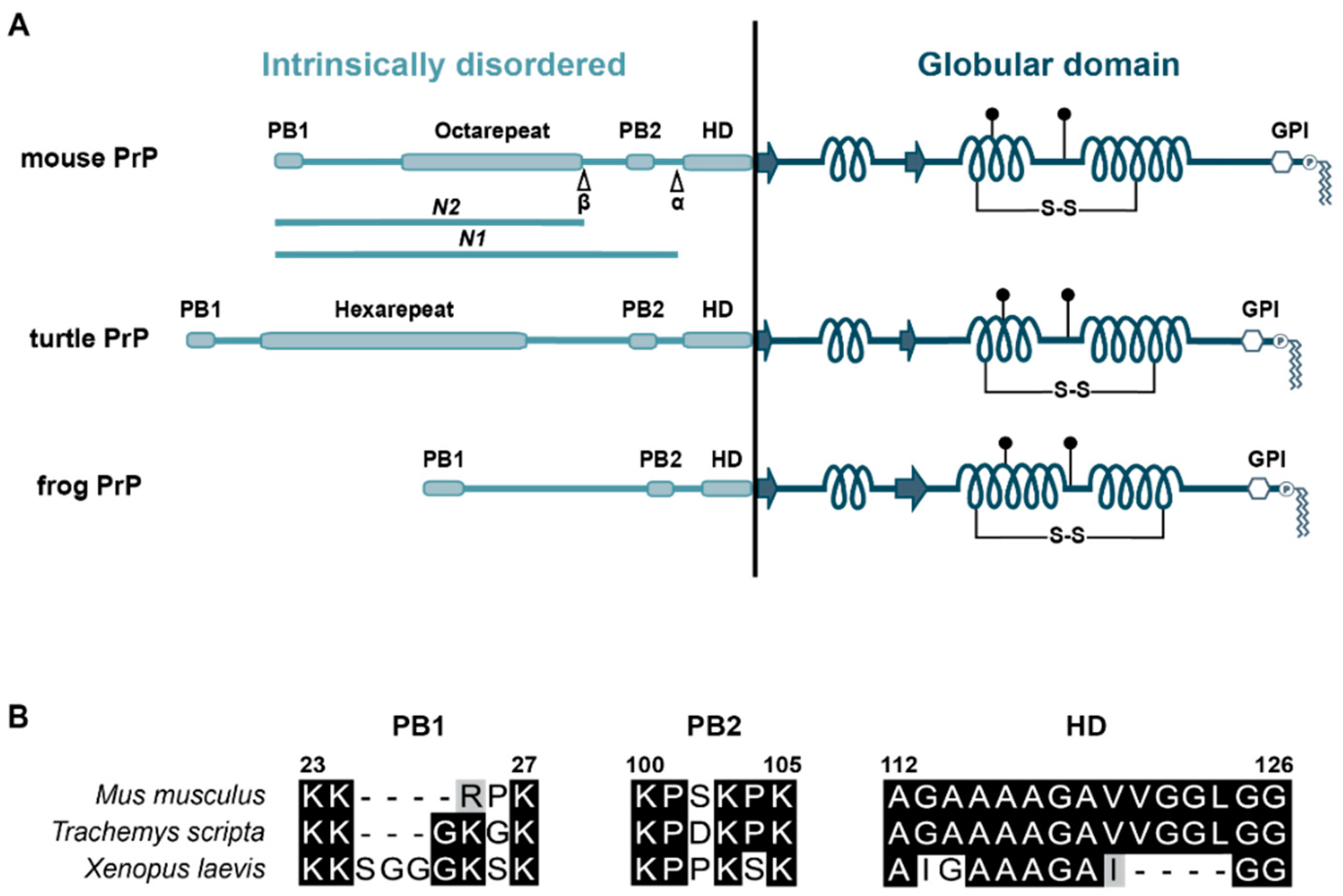 Biological Functions of the Intrinsically Disordered N-Terminal Domain ...