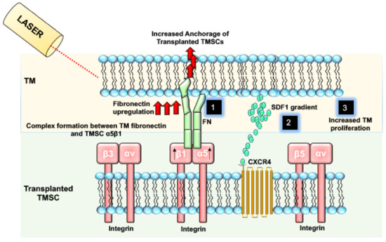 Cell-Based Therapies for Trabecular Meshwork Regeneration to Treat Glaucoma