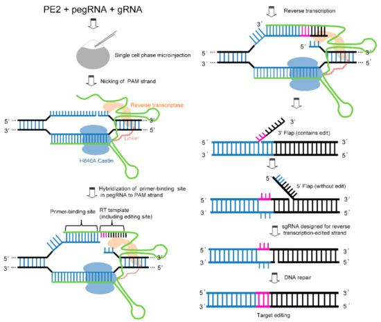 Progress in Gene-Editing Technology of Zebrafish