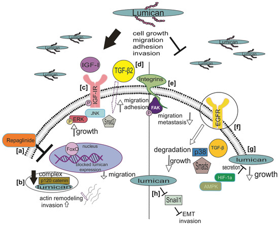 Lumican in Carcinogenesis—Revisited