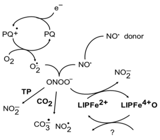 The Labile Iron Pool Reacts Rapidly and Catalytically with Peroxynitrite