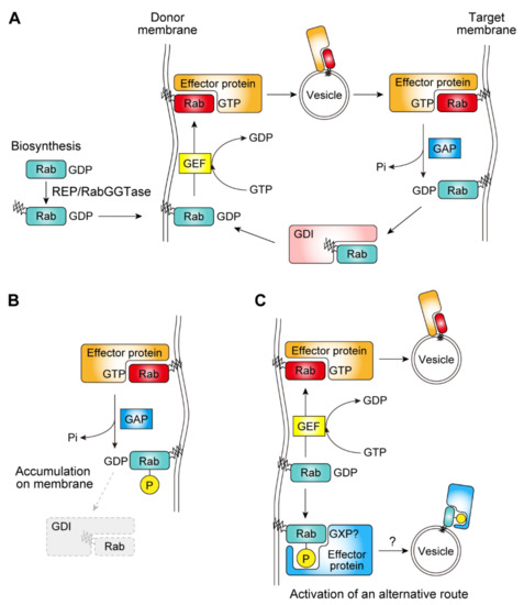 Biomolecules | Free Full-Text | The Regulation of Rab GTPases by ...