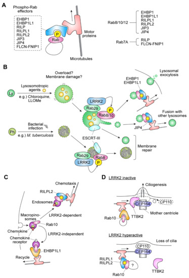 The Regulation of Rab GTPases by Phosphorylation