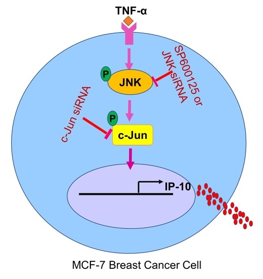 Biomolecules | Free Full-Text | TNF-α Increases IP-10 Expression in MCF ...