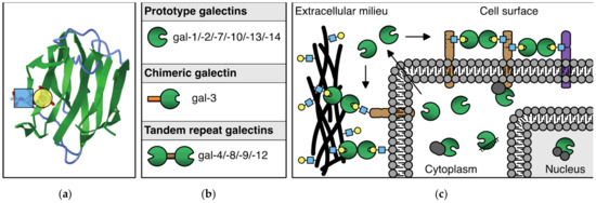 Galectins in Endothelial Cell Biology and Angiogenesis: The Basics