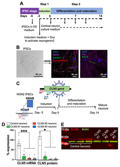 Deficiency of the Lysosomal Protein CLN5 Alters Lysosomal Function and ...