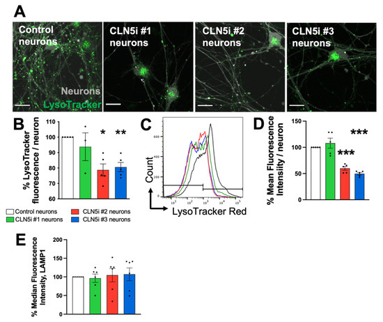 Deficiency of the Lysosomal Protein CLN5 Alters Lysosomal Function and ...
