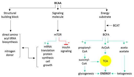 Gut Microbiota as the Link between Elevated BCAA Serum Levels and ...