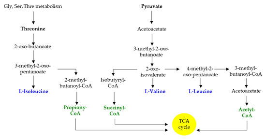Gut Microbiota as the Link between Elevated BCAA Serum Levels and ...