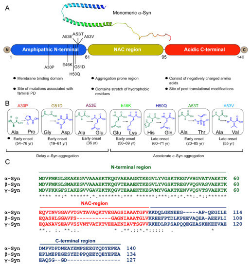 Structural and Functional Insights into α-Synuclein Fibril Polymorphism