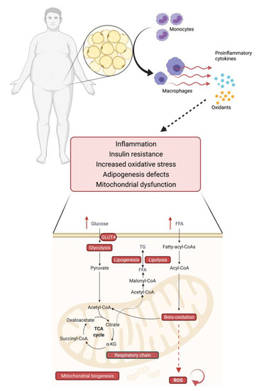 Obesity–An Update on the Basic Pathophysiology and Review of Recent ...